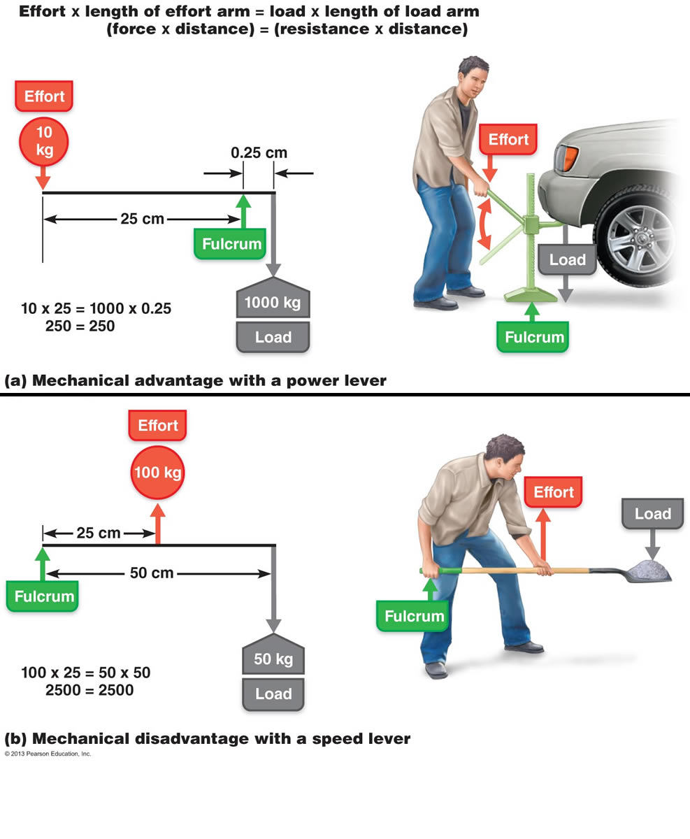Lever use in biomechanics