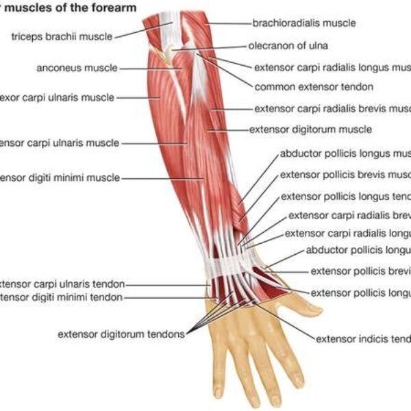 Muscles Of Forearm Anatomy