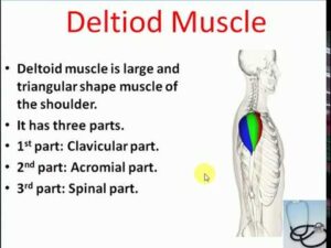 Deltoid muscle : Origin, Insertion, Nerve Supply, Function, Exercise