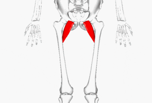Triceps coxae muscles: Anatomy, Function Samarpan Physiotherapy clinic
