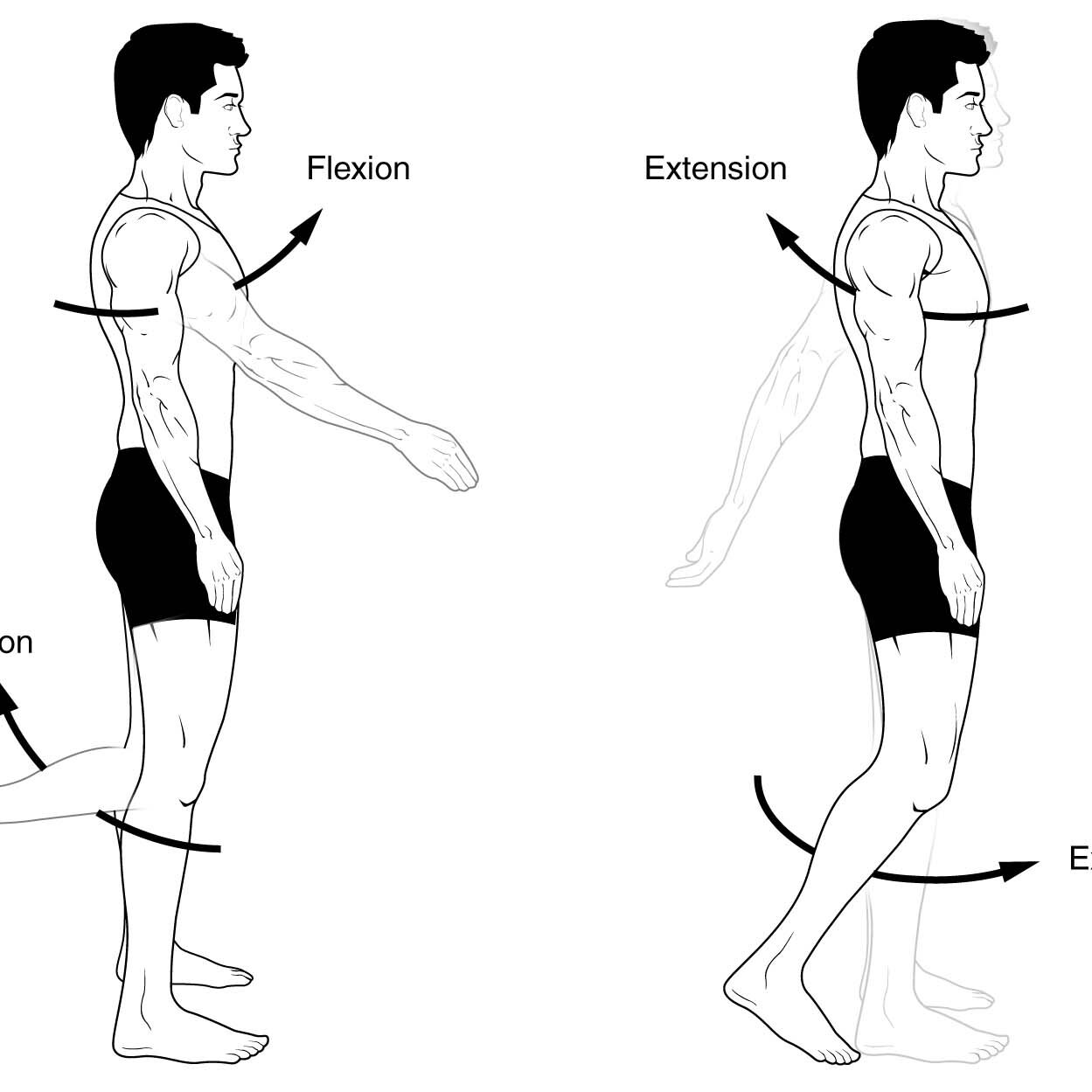 Elbow Flexion And Extension Muscles Muscles Of The Upper And Lower