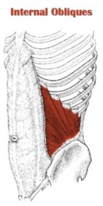 Internal oblique muscle: – Samarpan Physiotherapy Clinic