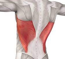 Triceps coxae muscles: Anatomy, Function Samarpan Physiotherapy clinic