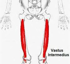 Humerus Bone - Anatomy, Location, Function - Samarpan Physio