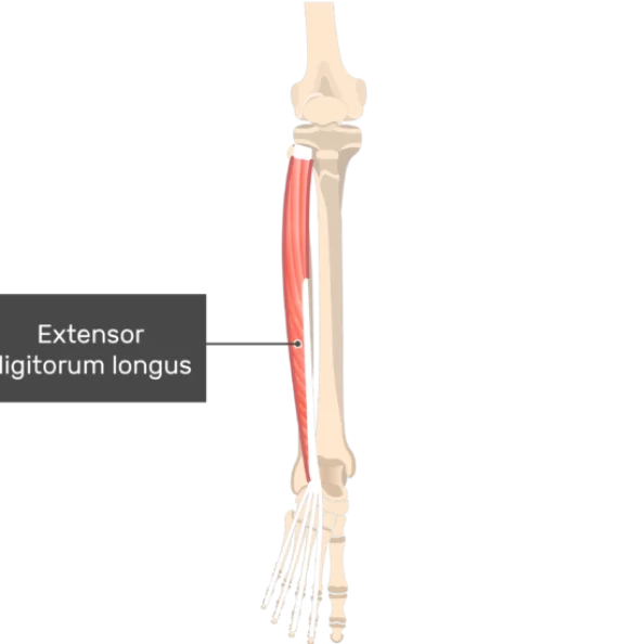 Extensor Digitorum Longus Hand Tendon Sheath Of Extensor Digitorum And