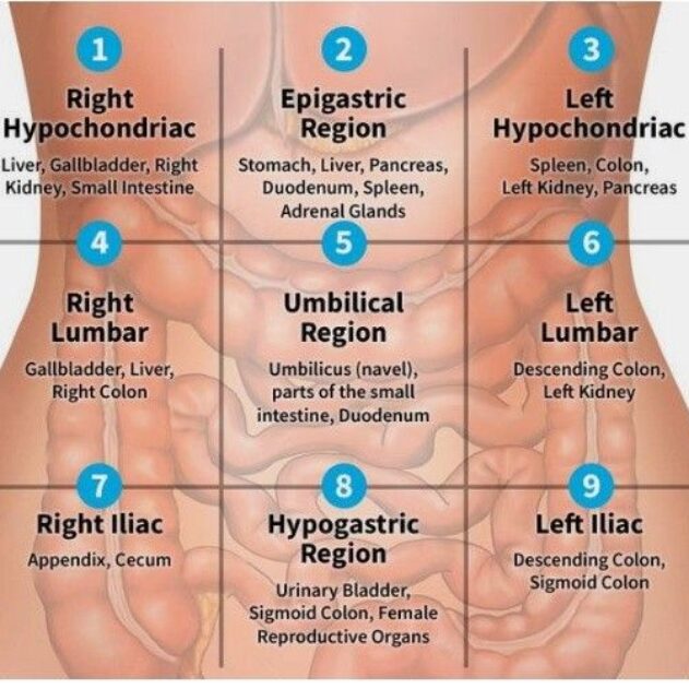 Nine Abdominopelvic Regions