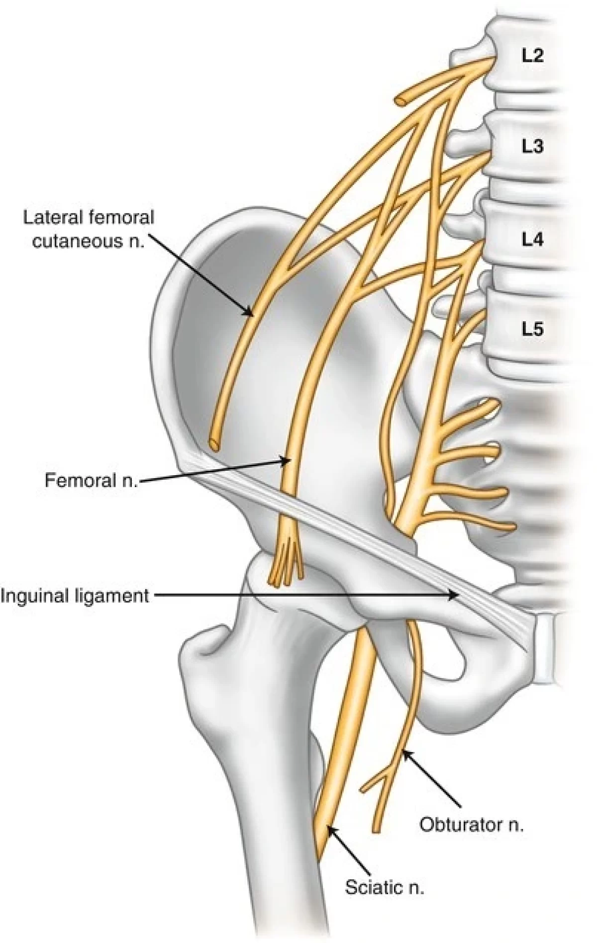 Lumbar Plexus Diagram Lumbar Plexus | Facts, Formation, Location,
