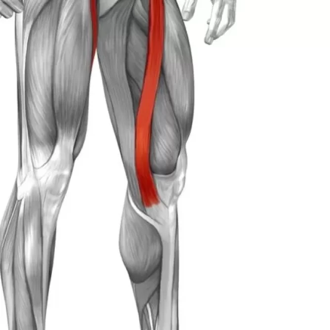 Sartorius Muscle Injury Symptoms Satorius Pain: Penyebab Dan Cara