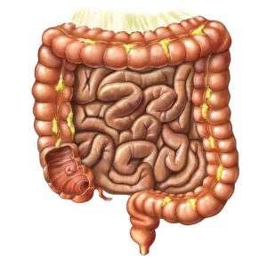 Digestive System - Anatomy, Organ, Function - Samarpan Physio