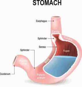 Digestive System - Anatomy, Organ, Function - Samarpan Physio