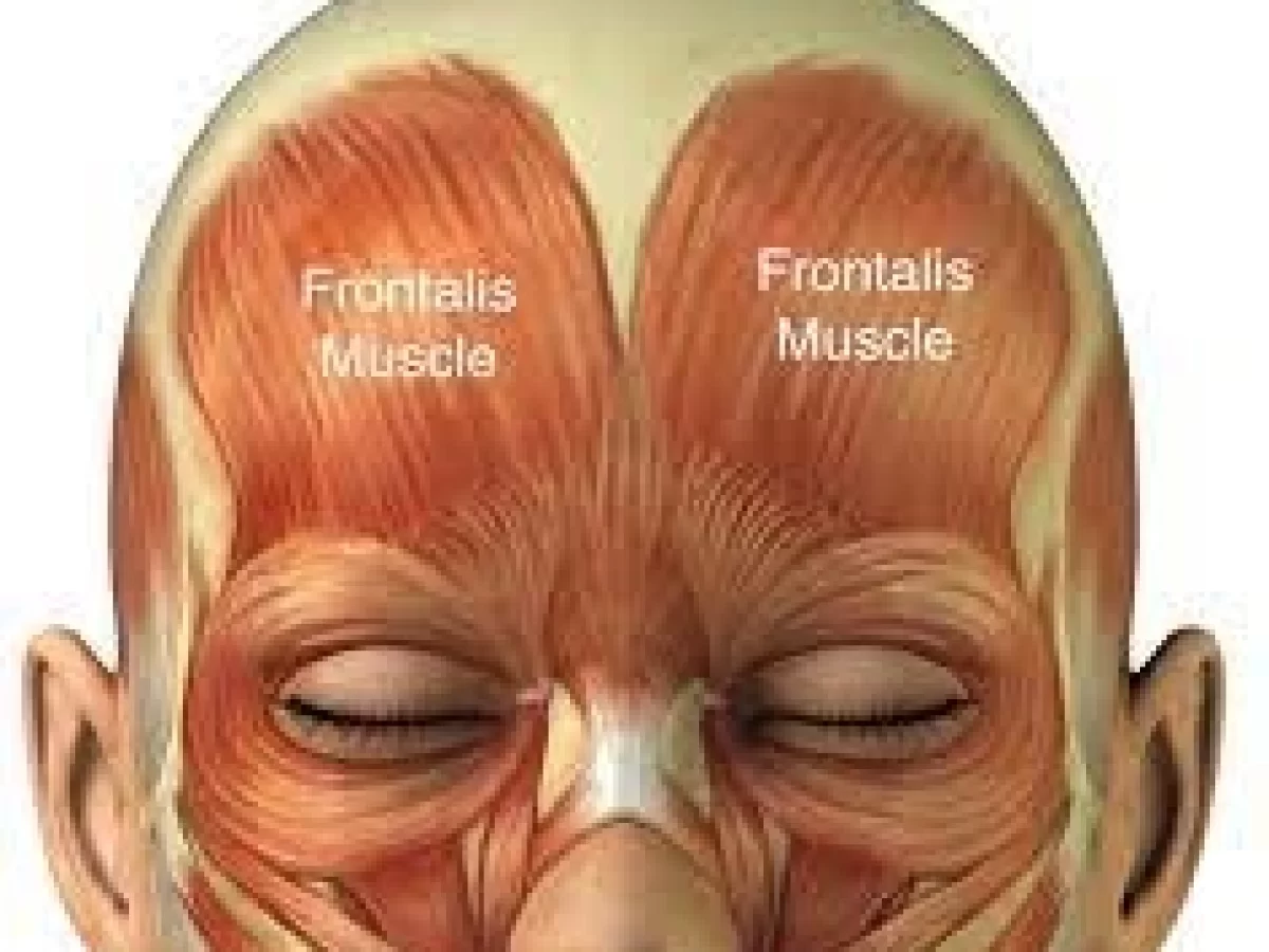 Musculo Frontal