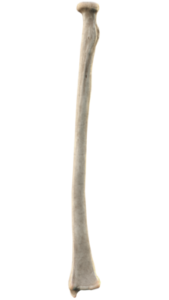 Radius Bone - Anatomy, Location, Function - Samarpan Physio