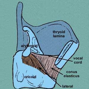 Arytenoid Cartilage Muscular Process