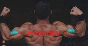 Brachialis Muscle Origin, Insertion, Function, Exercise - Samarpan