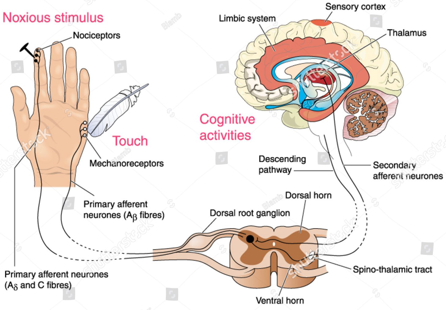 Gate control theory of pain - Samarpan Physio