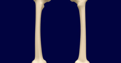 Clavicle Bone - Anatomy, Features, Attachments - Samarpan