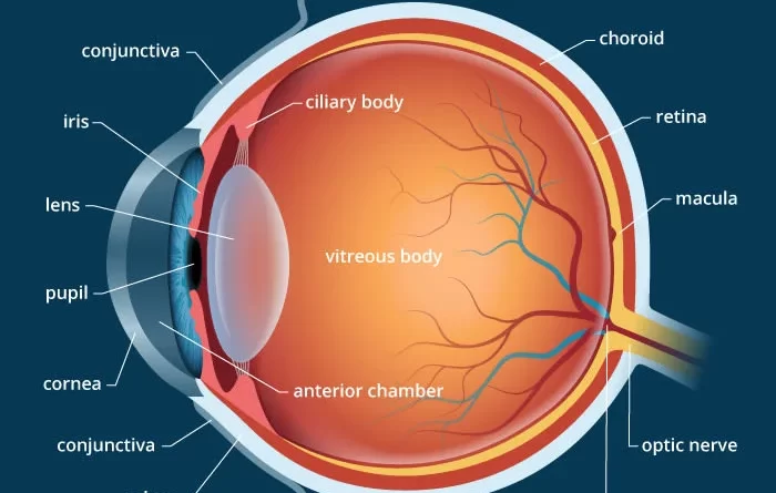 structure of eye in psychology Archives - SAMARPAN PHYSIOTHERAPY CLINIC ...