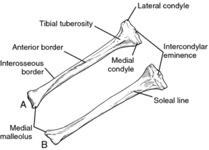 Tibia bone - Anatomy, Location, Function - Samarpan Physio