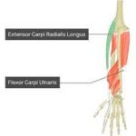 Extensor Carpi radialis longus muscle - Origin, Insertion, Function