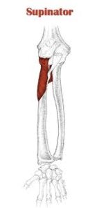 Supinator muscle - Origin, Insertion, Function, Exercise- Samarpan