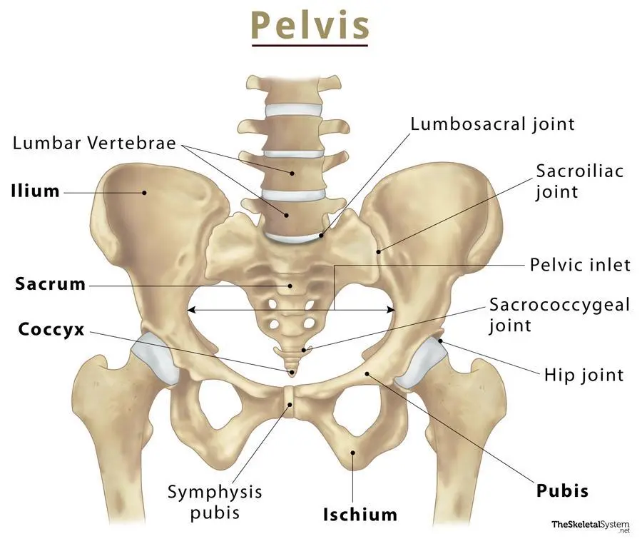 Pelvic Bone Anatomy Ilium Ischium Pubis 41 OFF