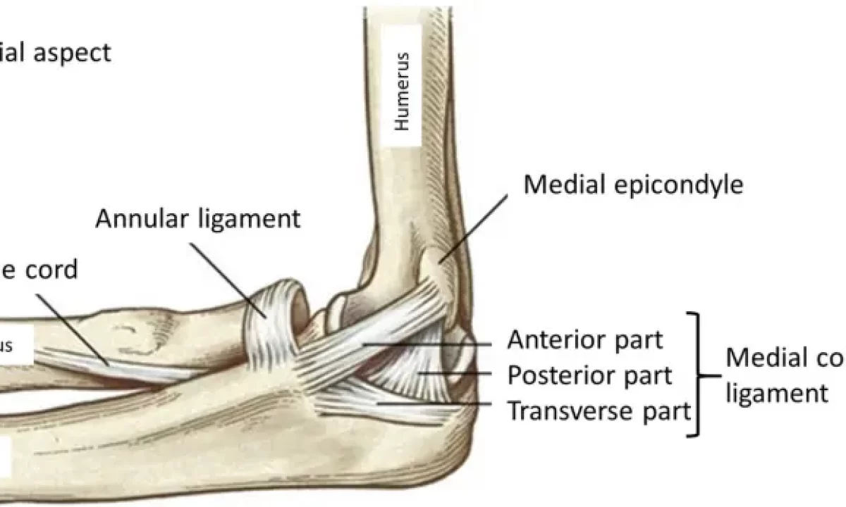 Arm Ligament