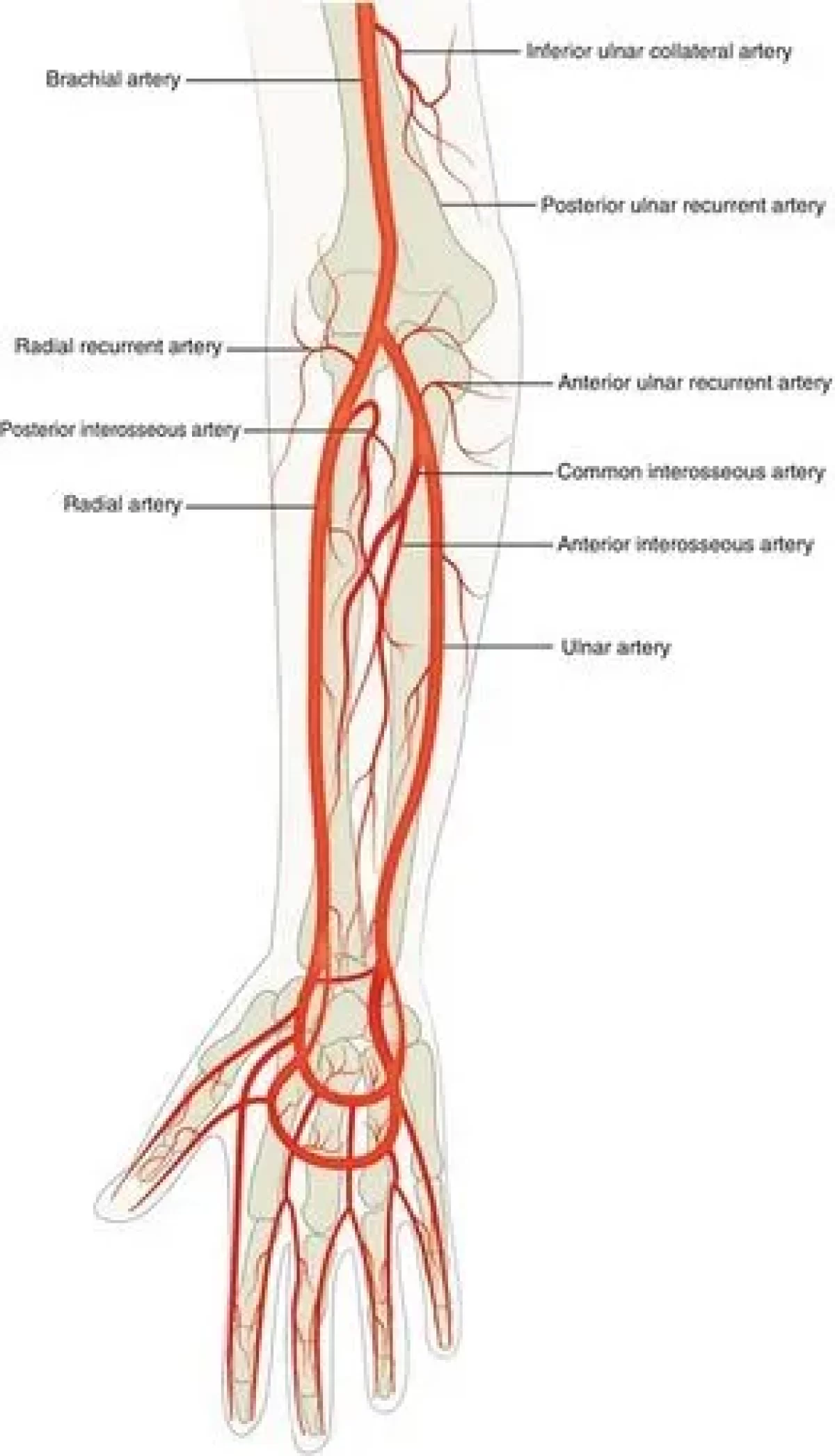 Ulnar Artery Howmed