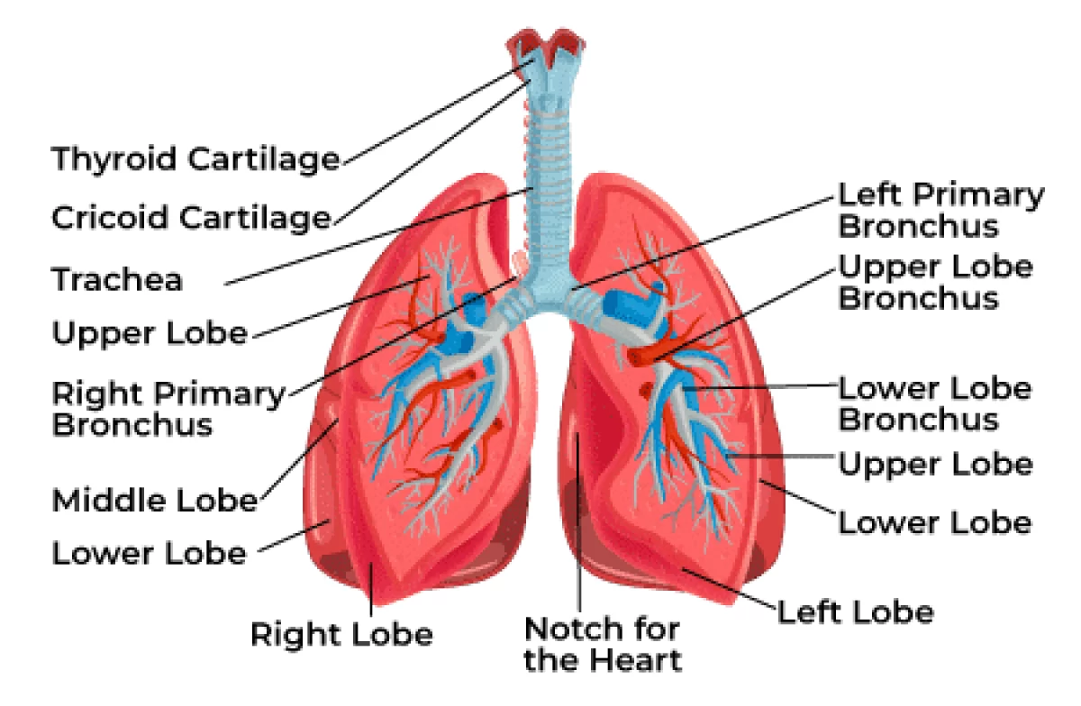 Human Lung Anatomy Lung Wikipedia