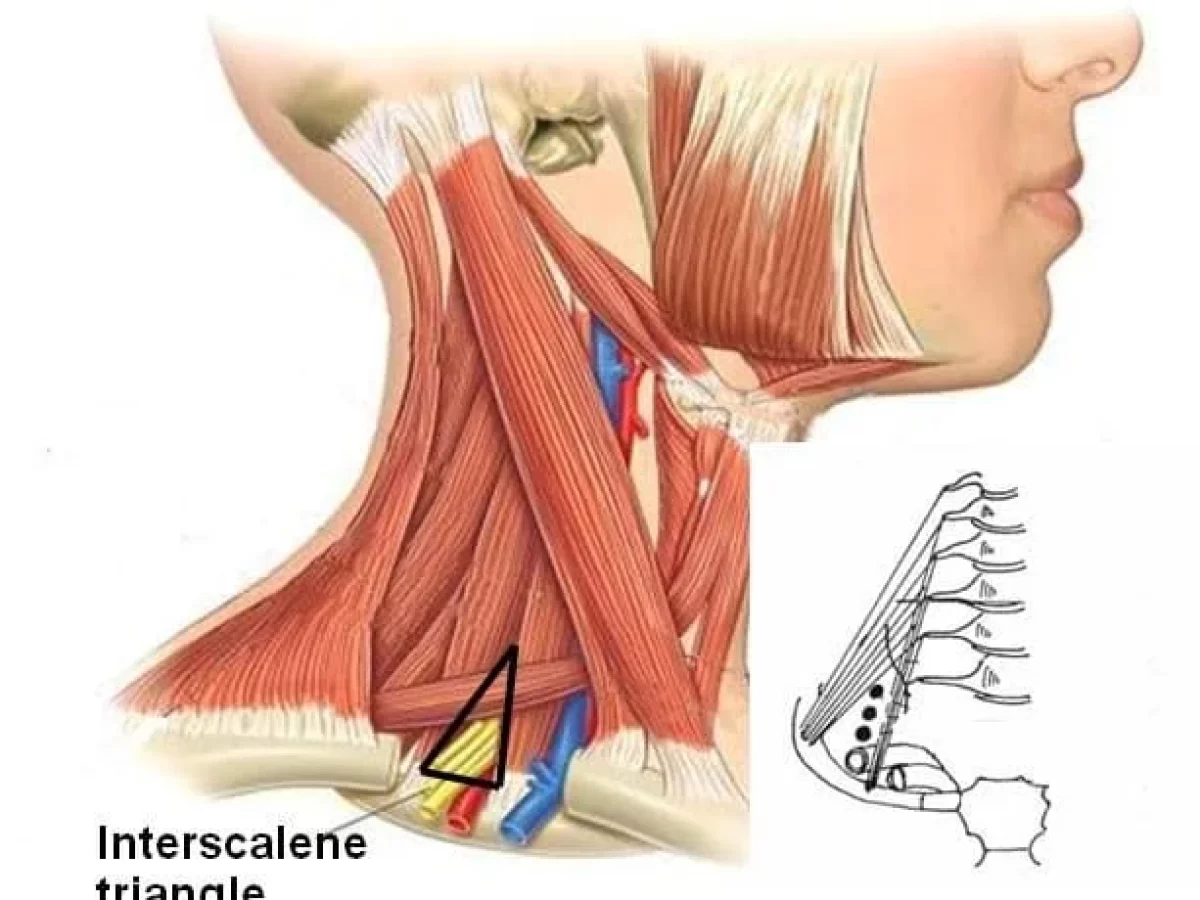 Scalene Triangle Anatomy EPOS 