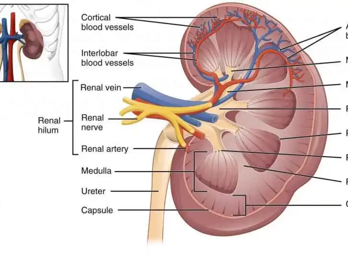 Kidney Lobule And Nephron Anatomy Kidney Failure Disease