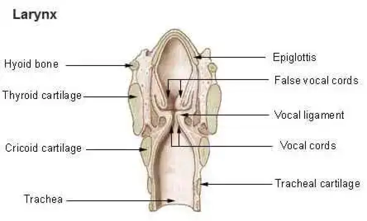 Saccule Of Larynx Ppt